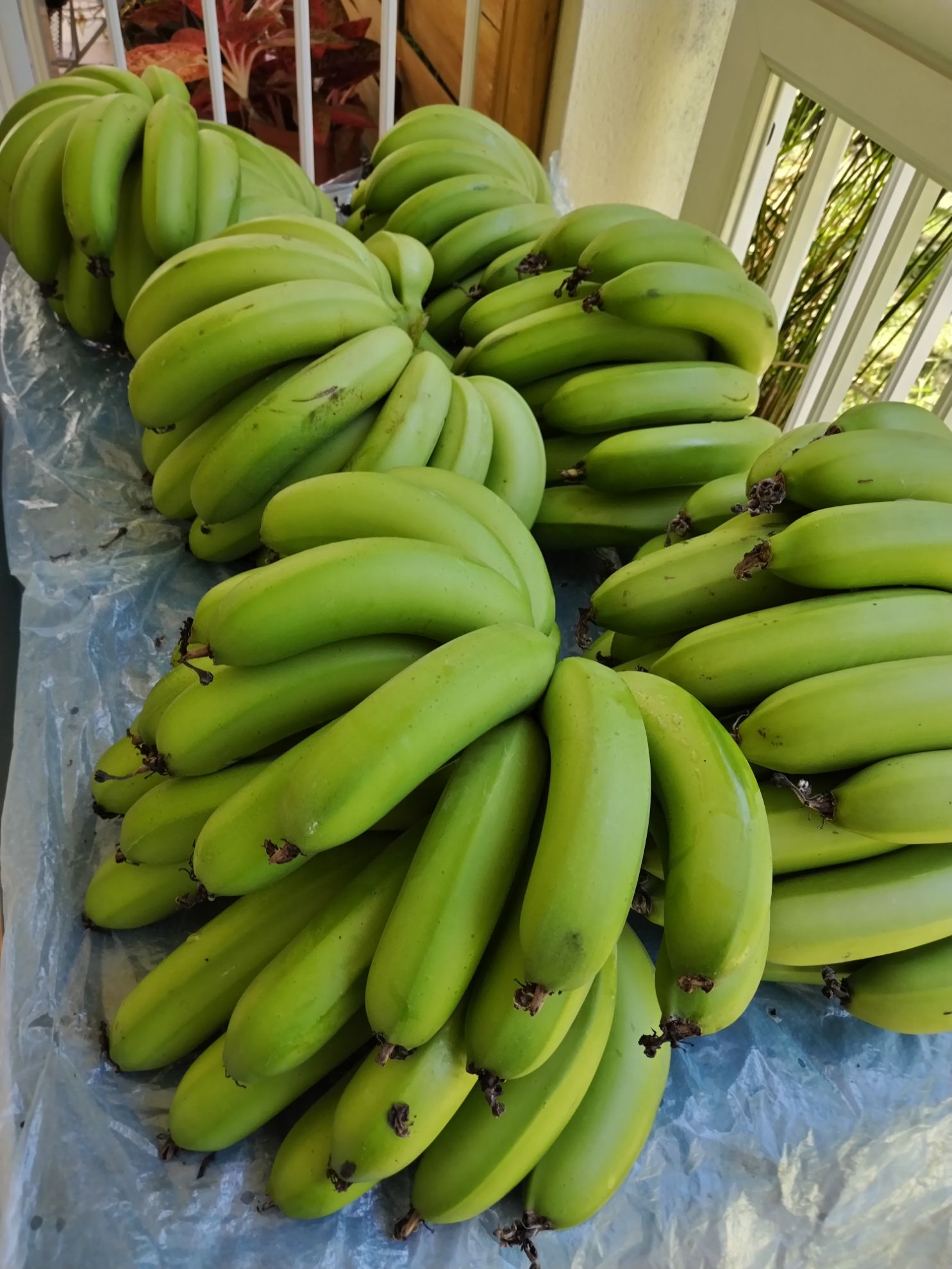 Bananes Vertes Cavendish BIO | ChezVous.re - Faites vos courses en ...